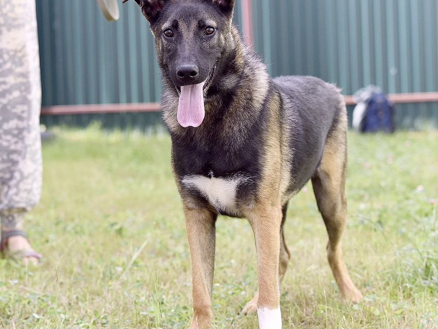 Биф, щенок 7 месяцев