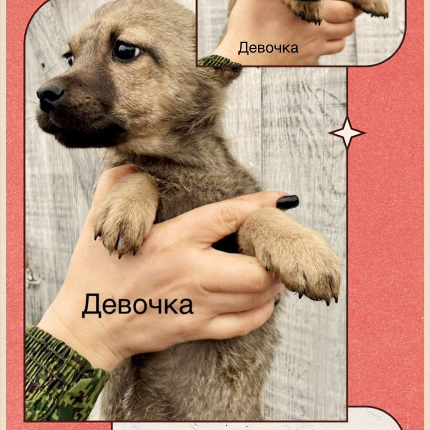 Милые девчули хотят обрести свой дом