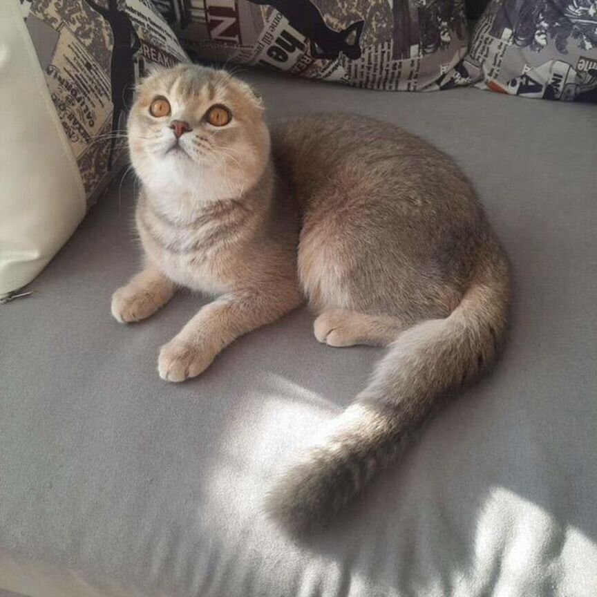 Продаю котят шотланские (чистокровные)