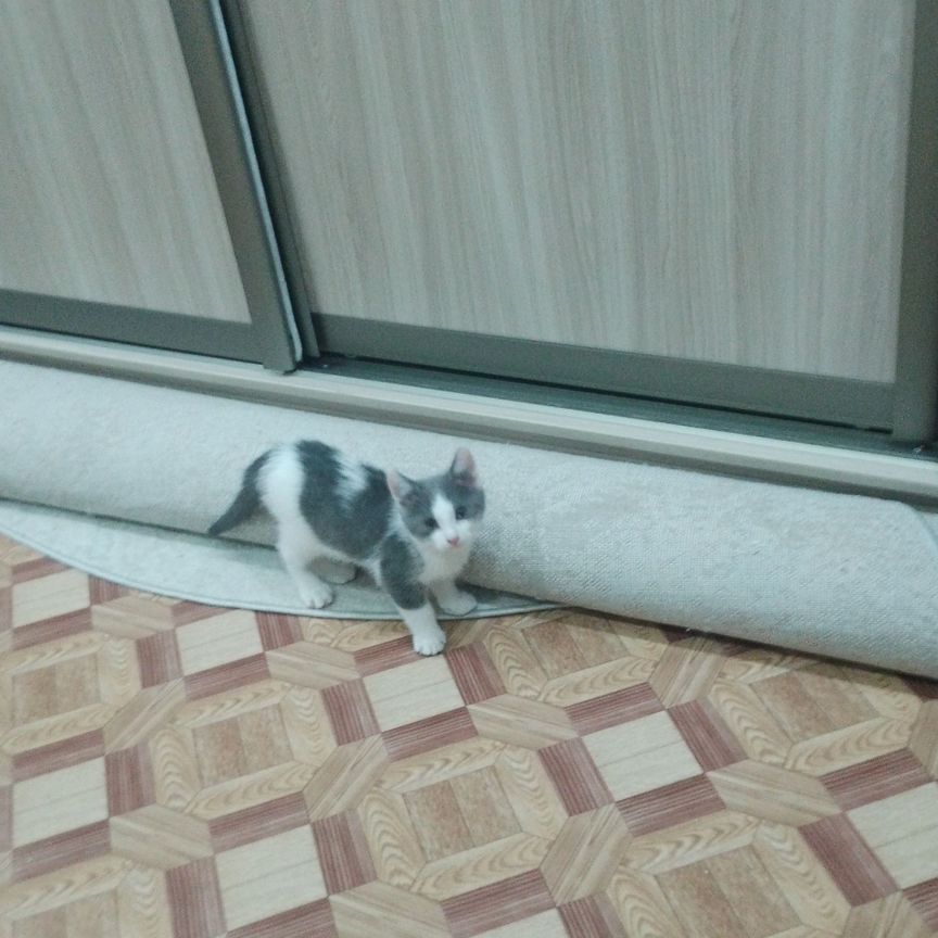 Кот малинки мальчик