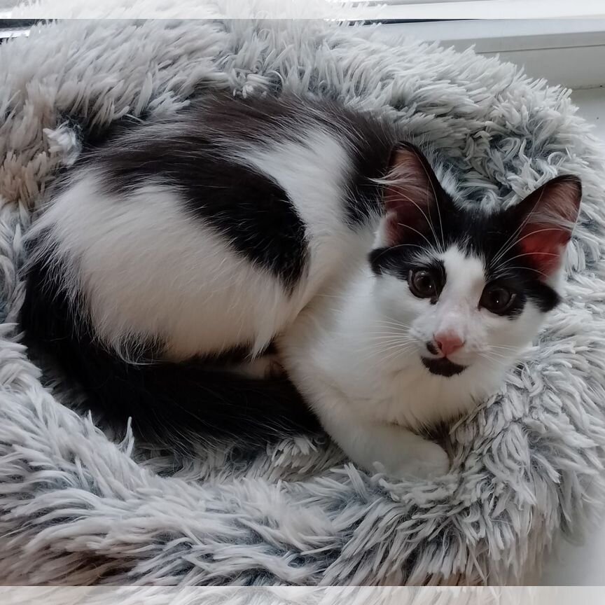 Котёнок Коровкин