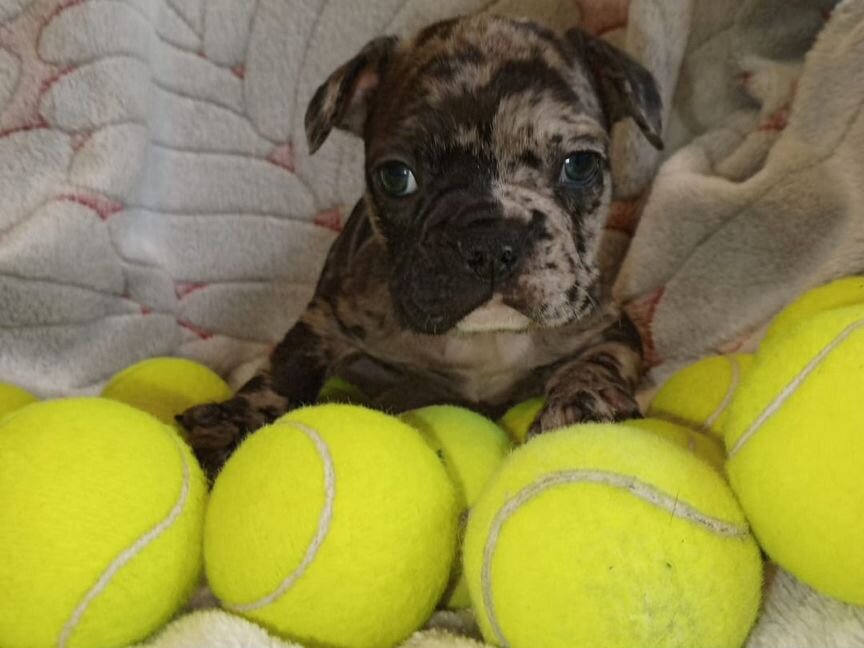 Очаровательные карапузики мерле