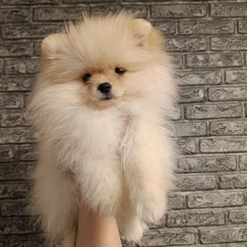 Померанский шпиц