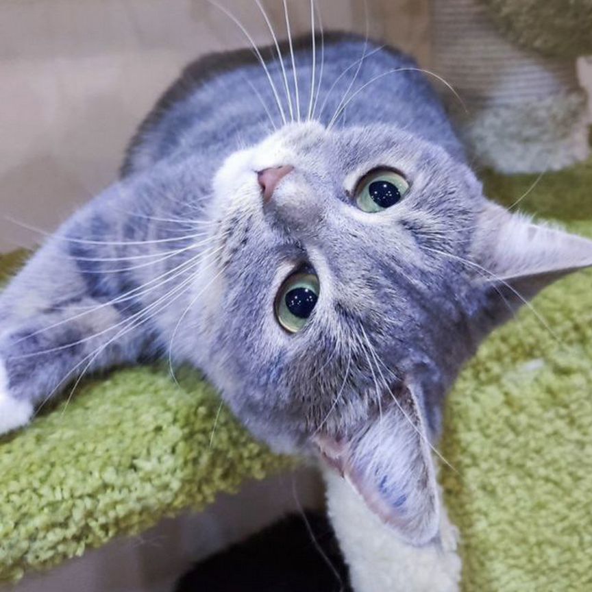 Красавица Сьюзи ищет дом