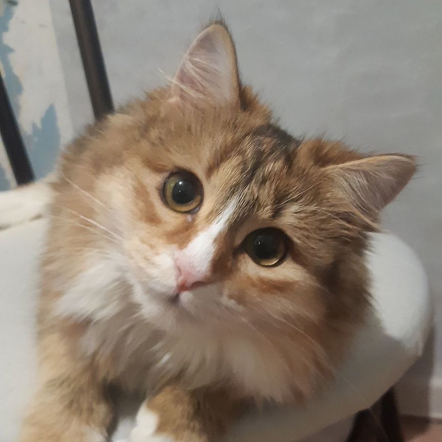 Отдам в добрые руки кошку