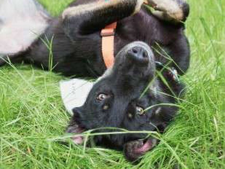 Собака в добрые руки. Черри скучает в приюте