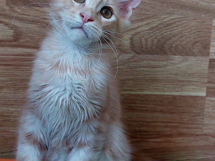 Котята мейнкун с документами
