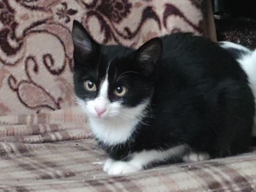 Тукс ищет дом