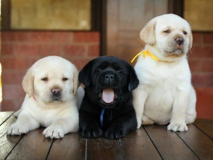 Лабрадор ретривер щенки