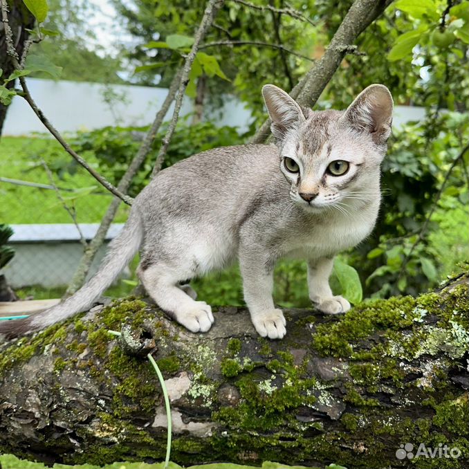 Сингапурский котенок мальчик