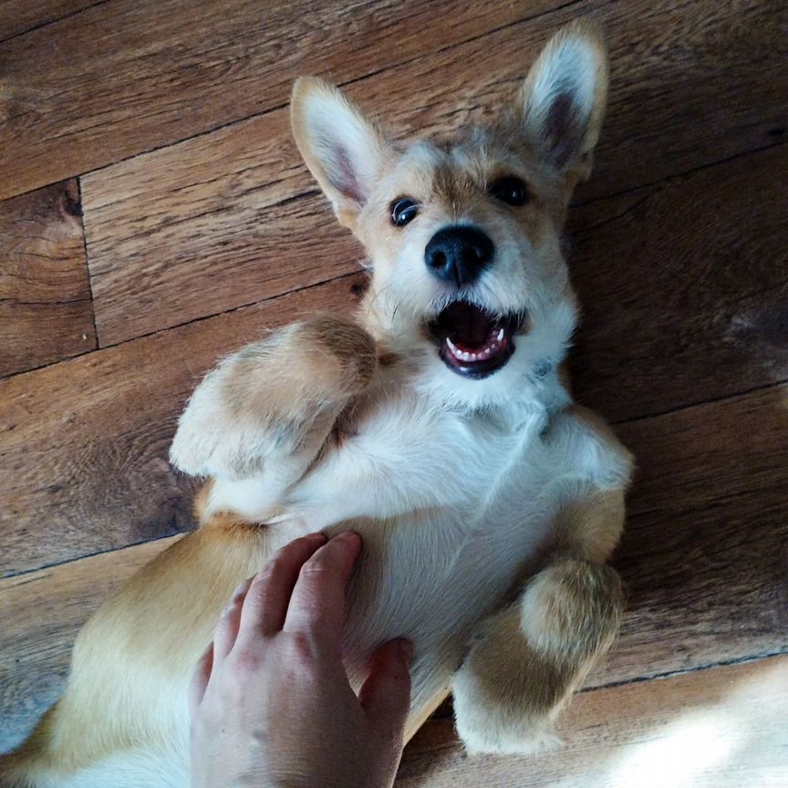 Щенок в добрые руки бесплатно