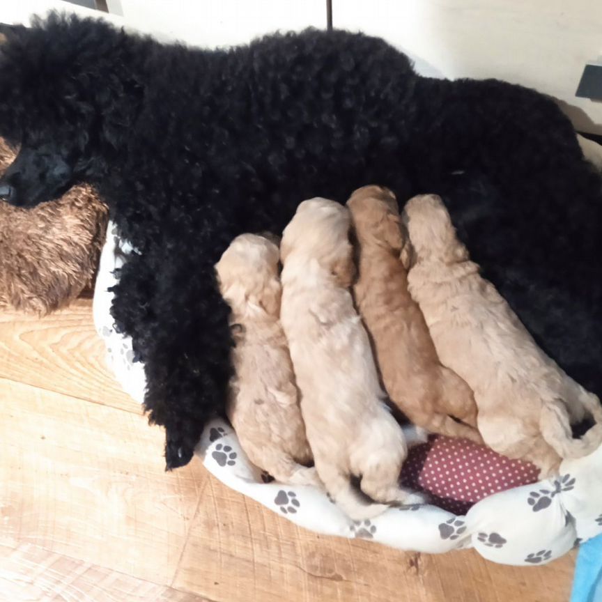 Пудель, щенок