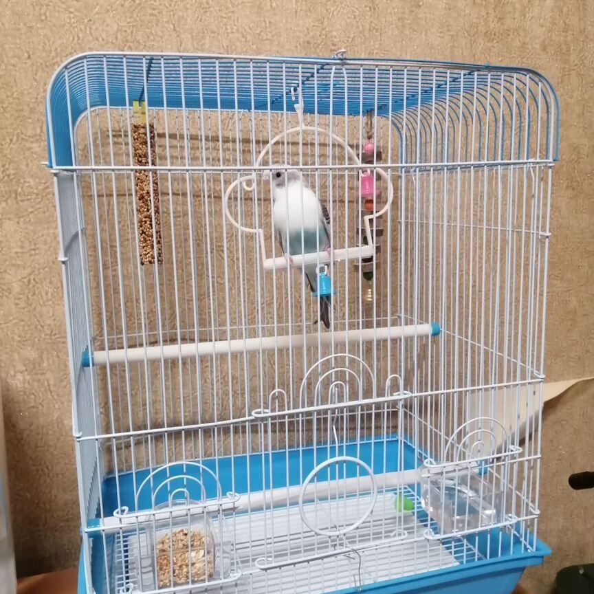 Волнистик самка с клеткой