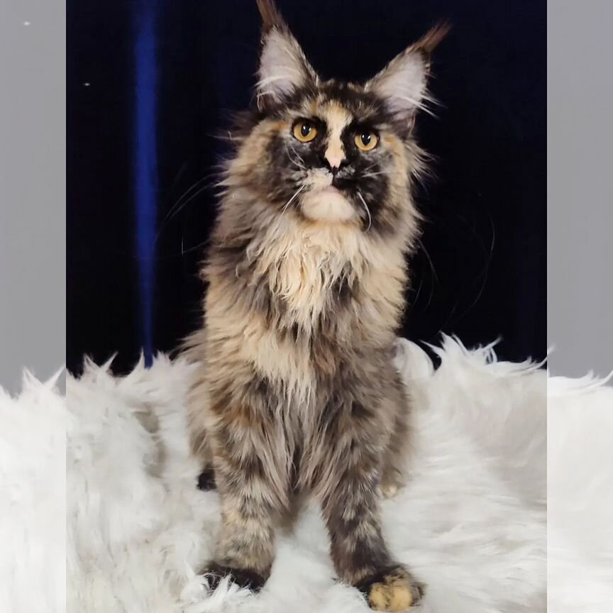 Мейн-кун котёнок