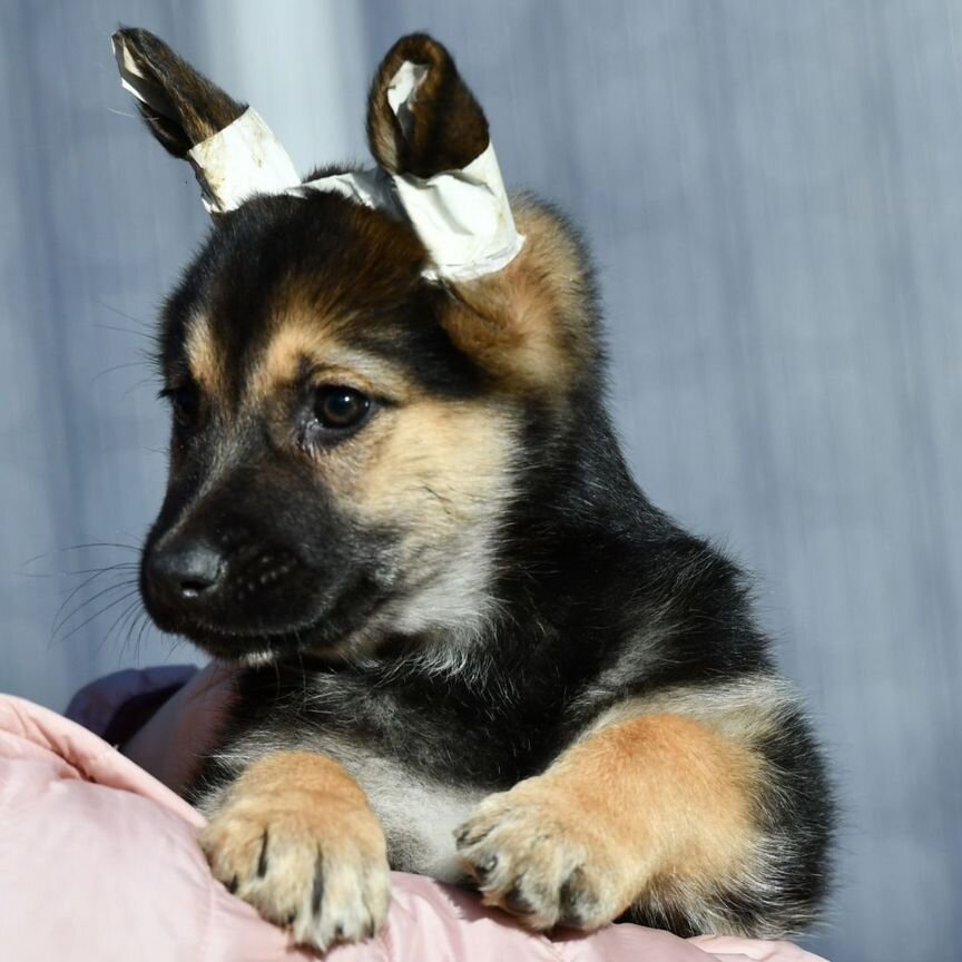 Восточно-Европейская овчарка, метис