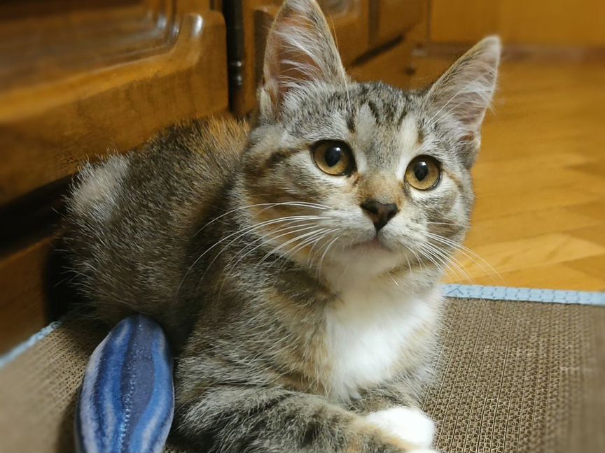 Чудесный котенок в добрые руки