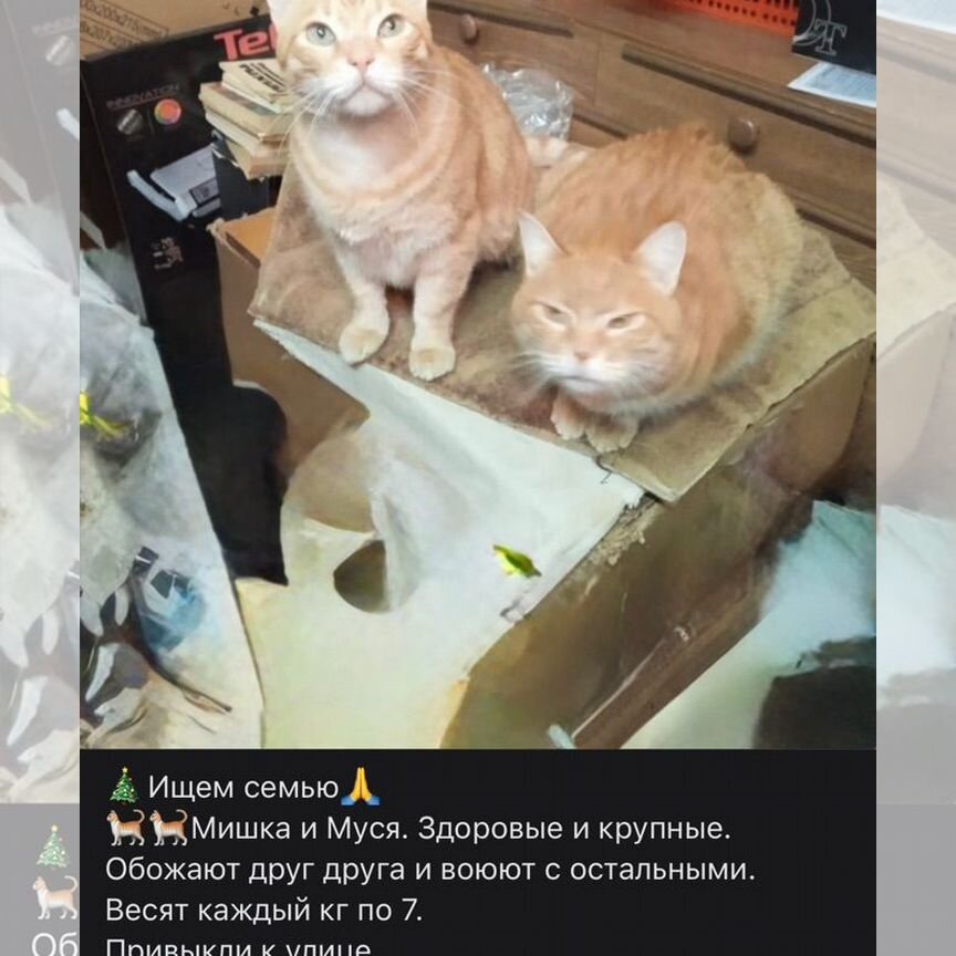 Взрослый кот в добрые руки