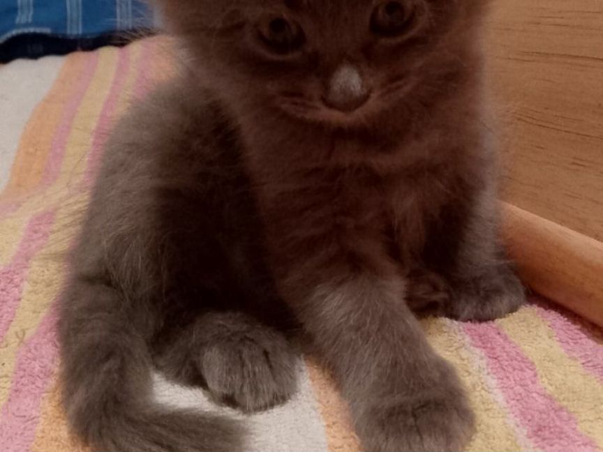 Котенок плюш