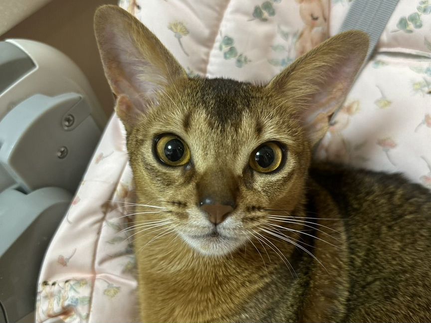 Абиссинская кошечка
