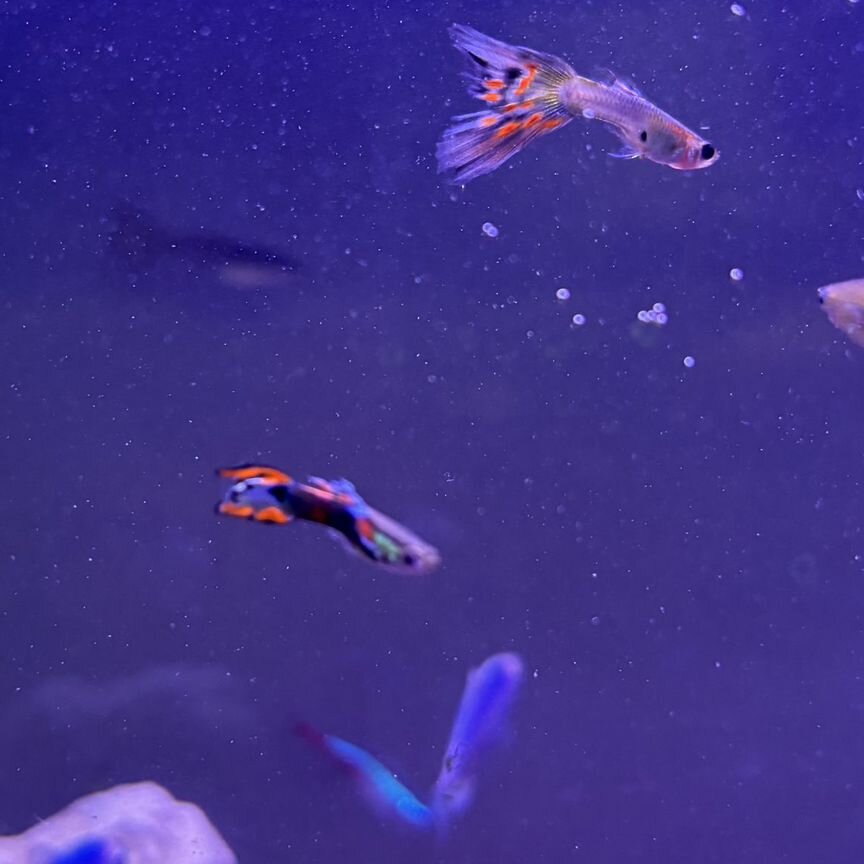 Аквариумные рыбки гуппи