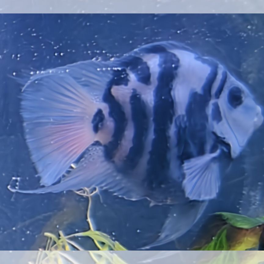 Рыбы-попугаи аквариумные