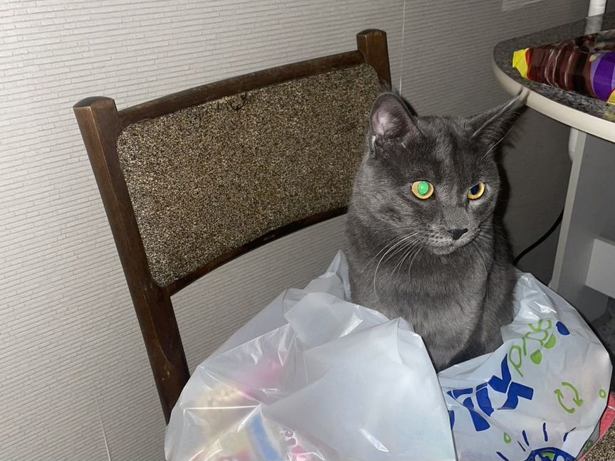 Сегодня Отдам любимого кота в добрые руки