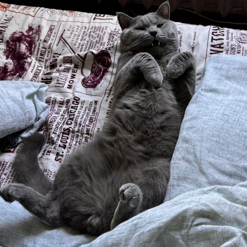 Шотландский кот