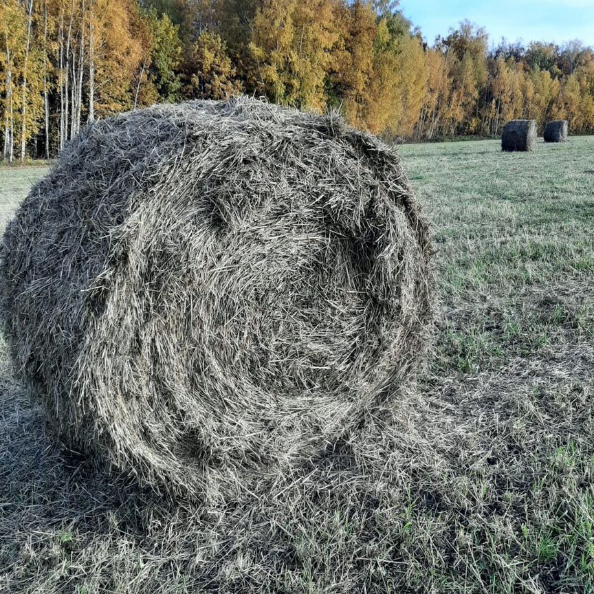 Солома в тюках пшеничная