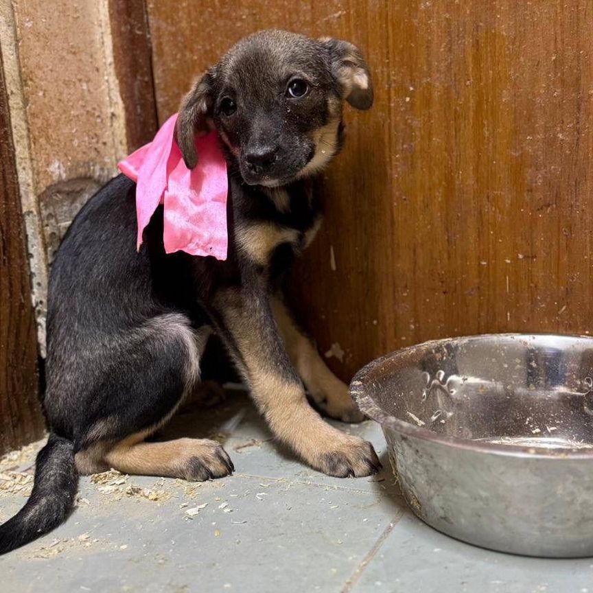 Щенок в добрые руки