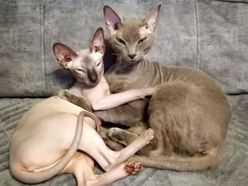 Сфинкс котенок