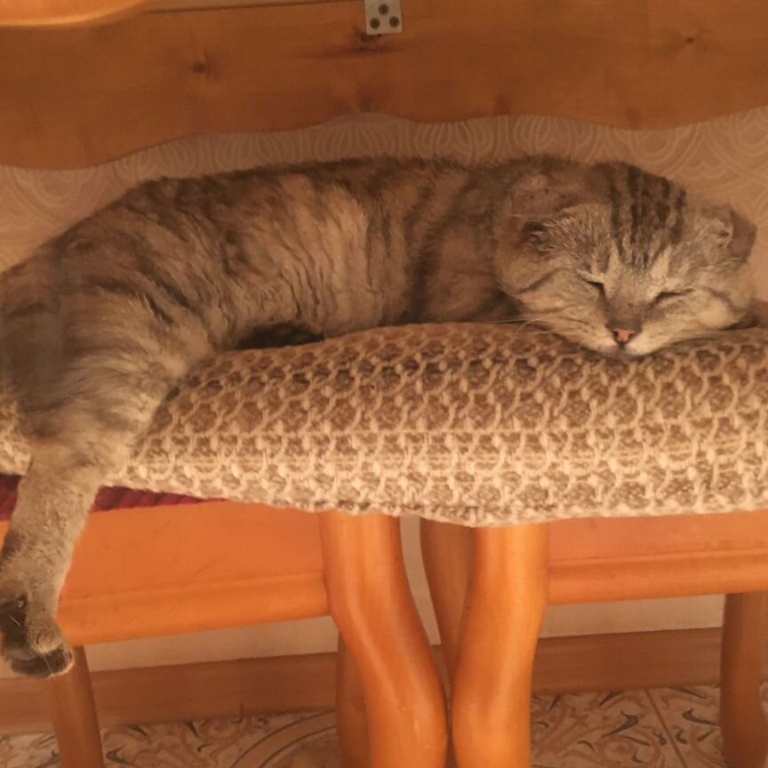 Кот в добрые руки