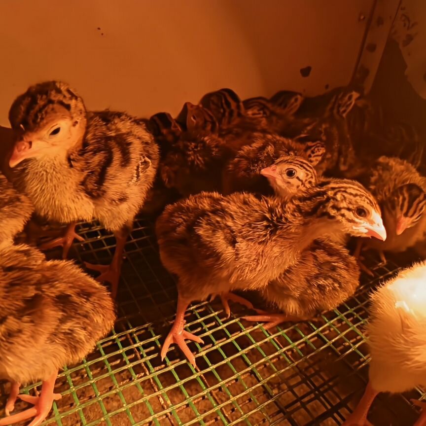 Цесарка бройлерная