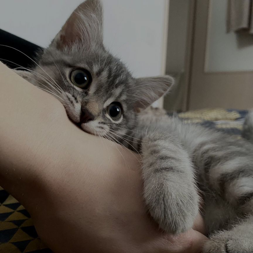 Котенок