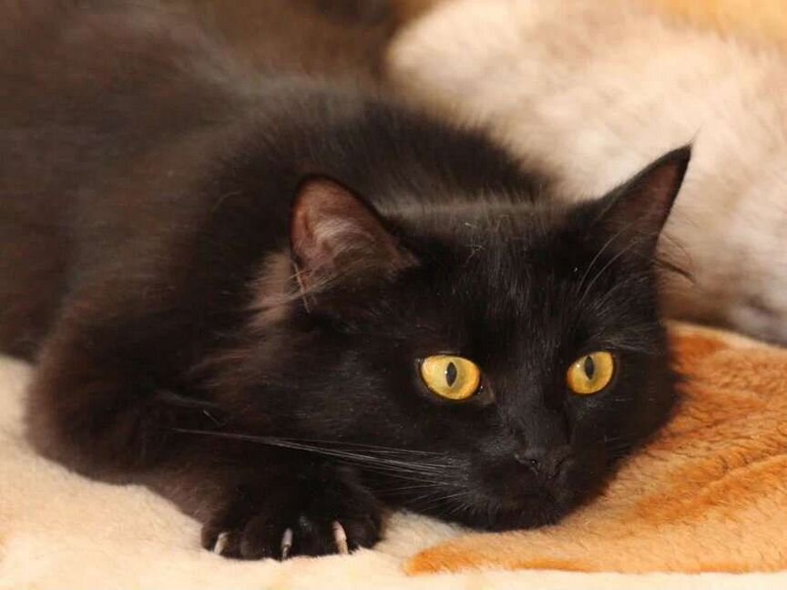 Сибирская кошка бесплатно