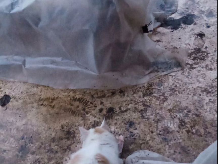 Котэ в добрые руки бесплатно