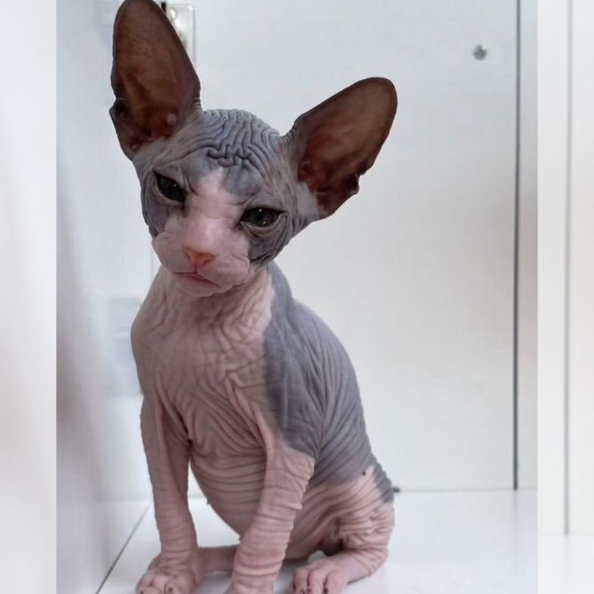 Донской сфинкс котенок