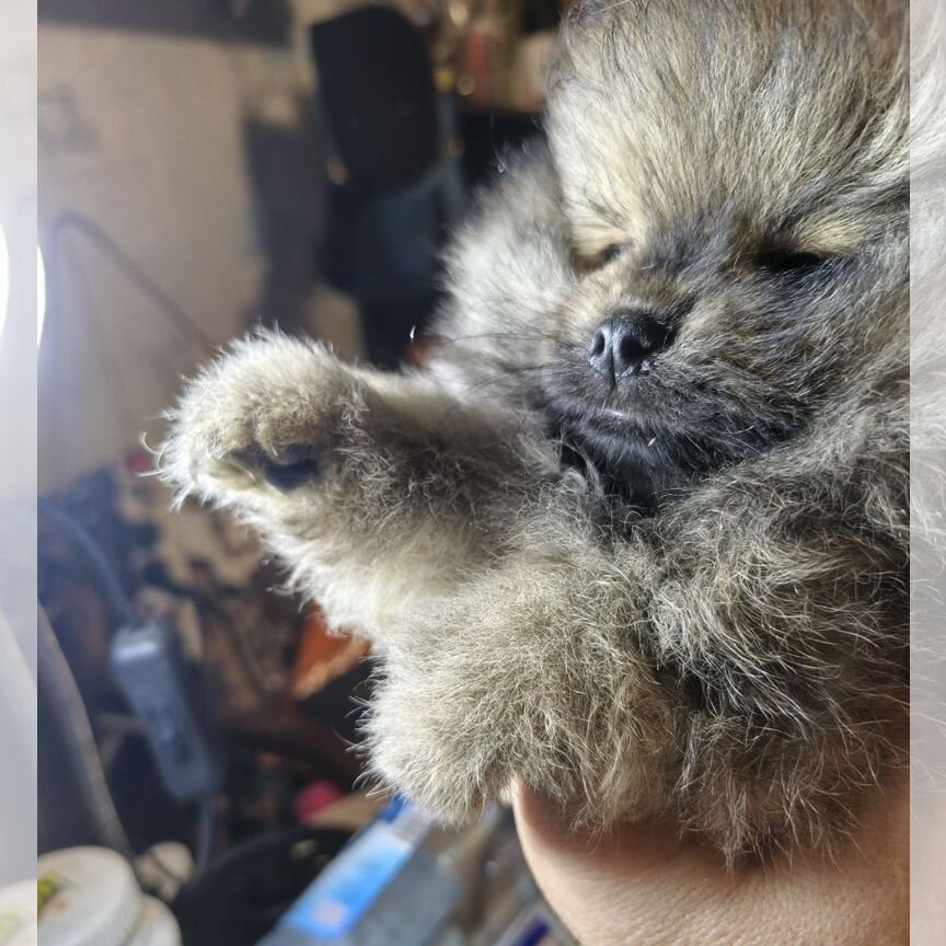 Померанский шпиц, щенок