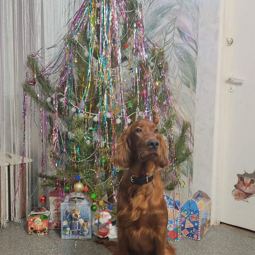 Ирландский сеттер, щенок