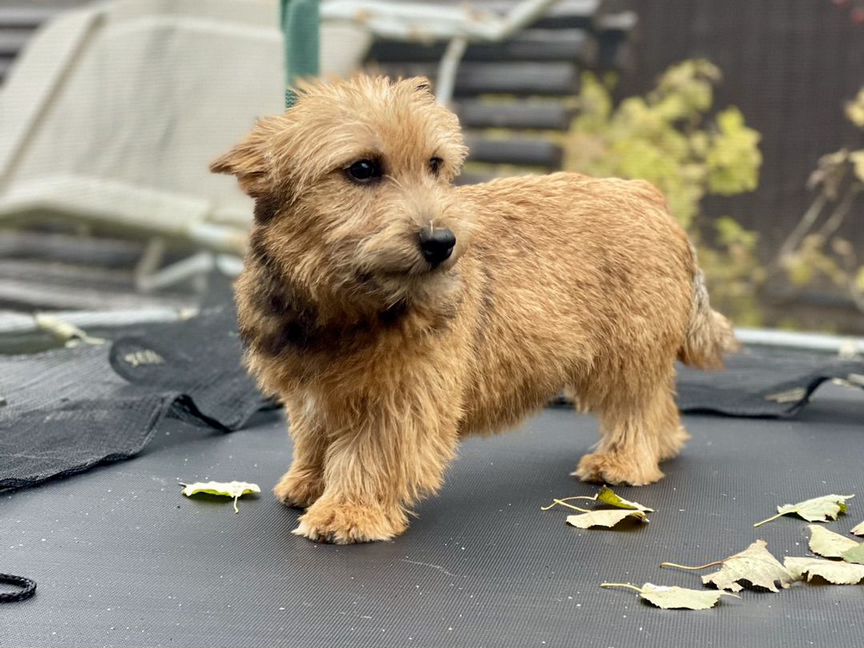 Мальчик готов к прогулкам