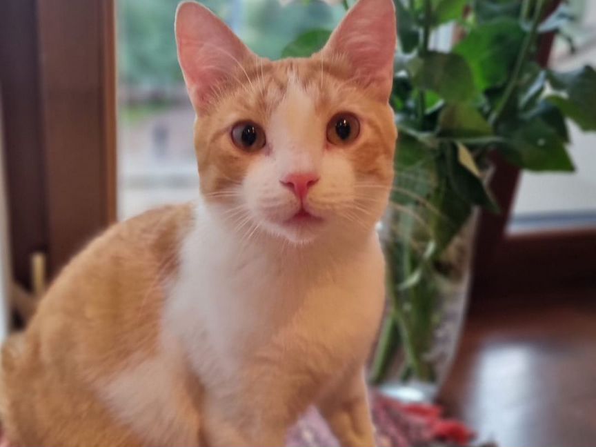 Котик бело- рыжий хочет на ручки