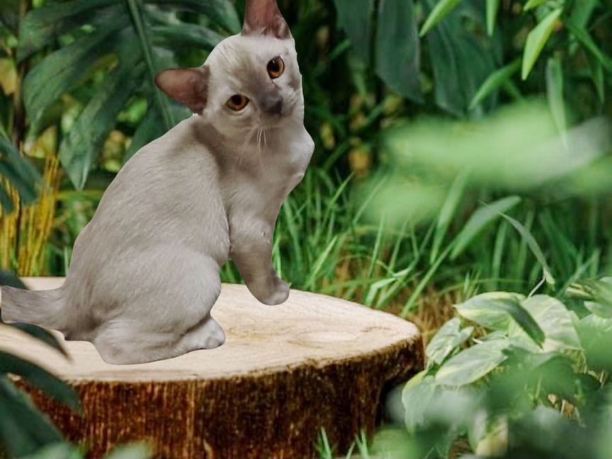 Бурманские котята