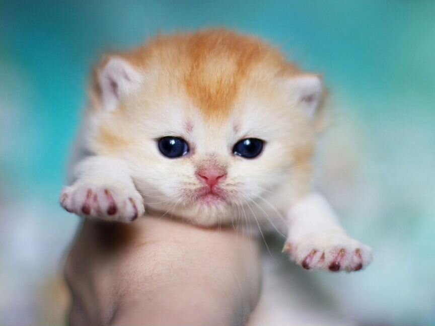 Британские котята золотая шиншилла