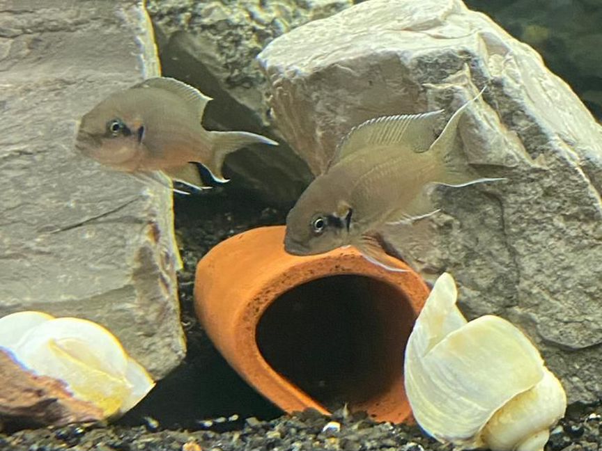 Принцесса Бурунди