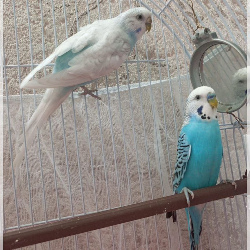 Волнистый попугай с клеткой