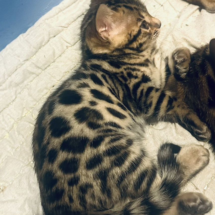 Бенгальская