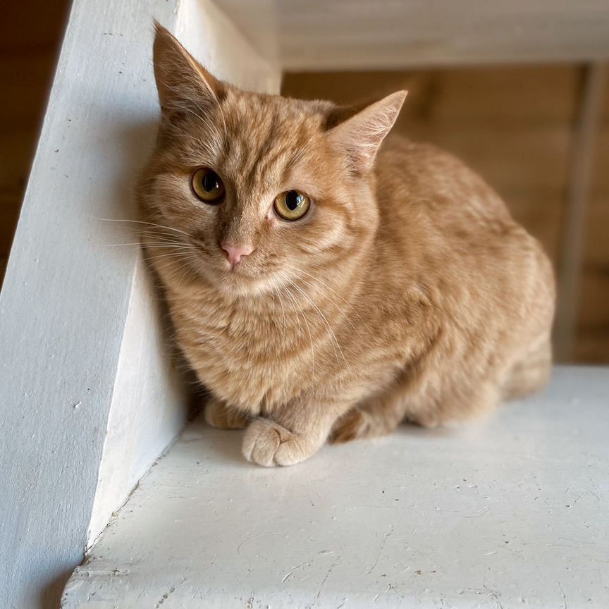 Котенок