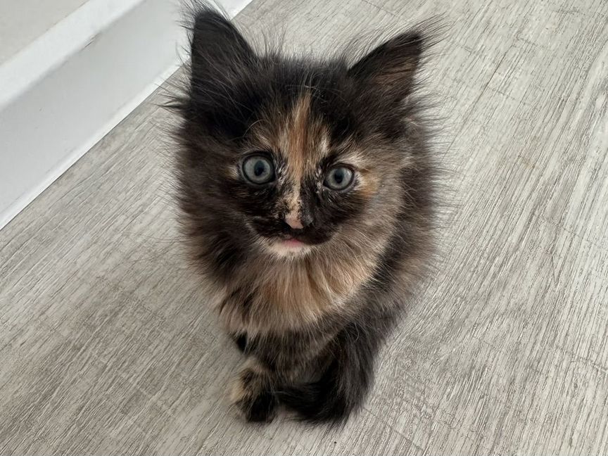 Замечательные котятки