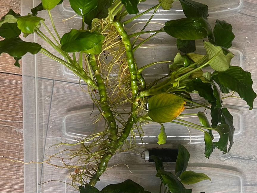 Большие кусты анубиаса