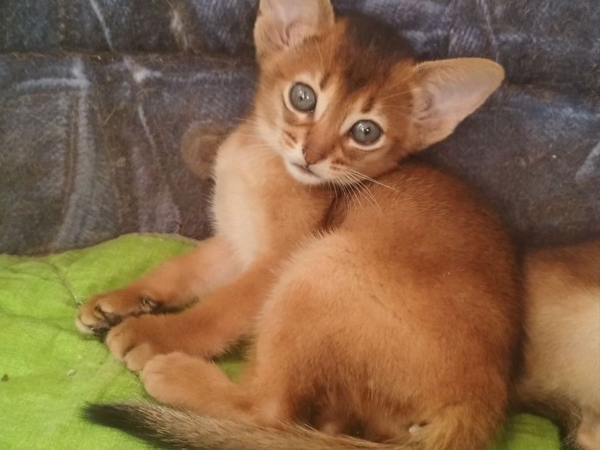 Абиссинские котята