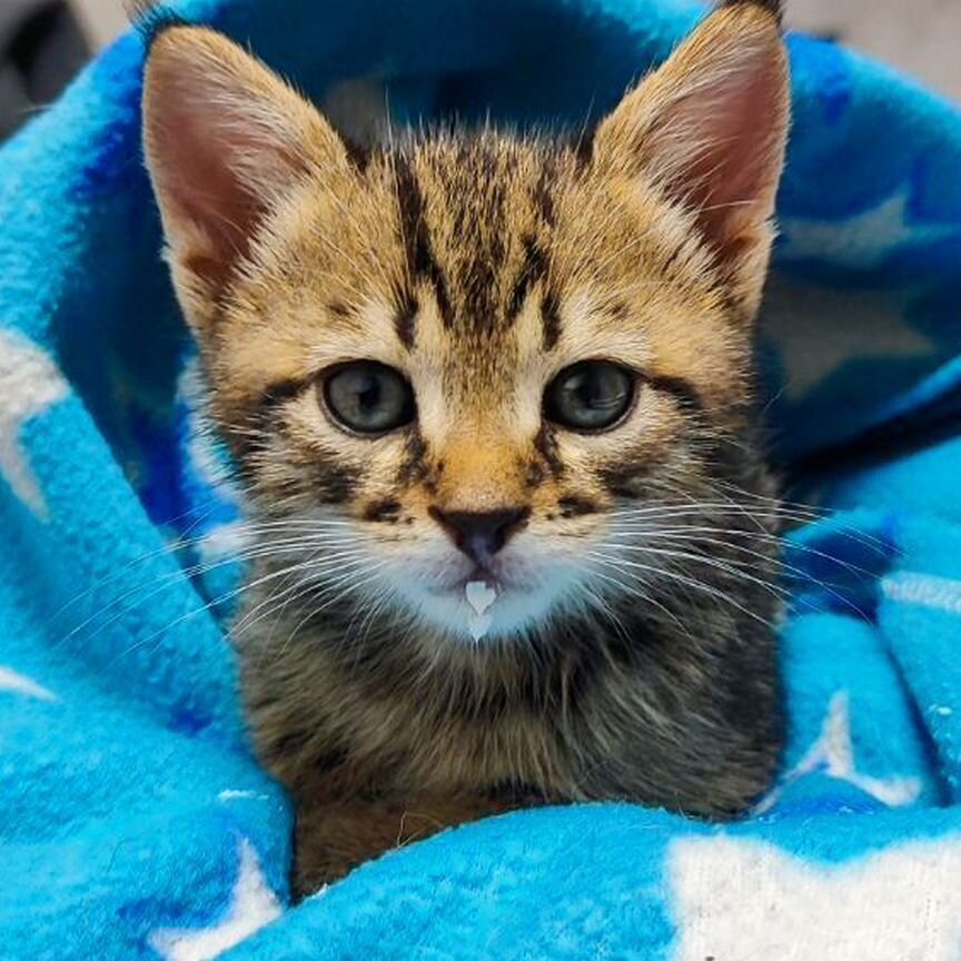 Котёнок, помесь мейн-кун